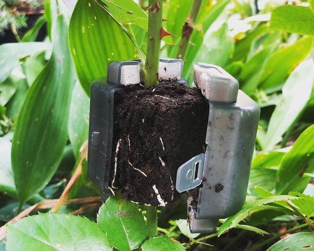 Root Pods – Americana Manufacturing